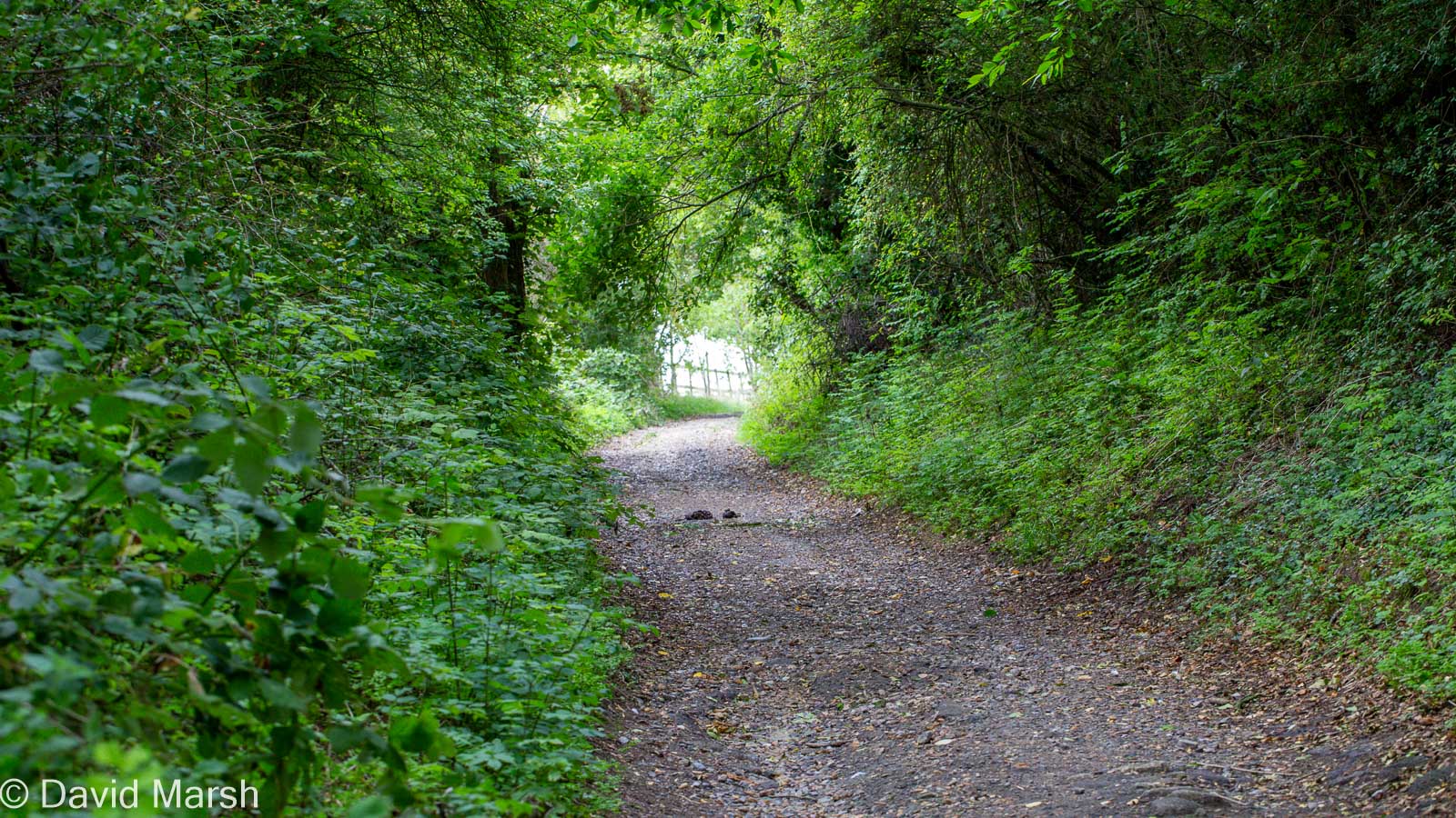 2021 Calendar: photos from lockdown walks from Harwell – David Marsh